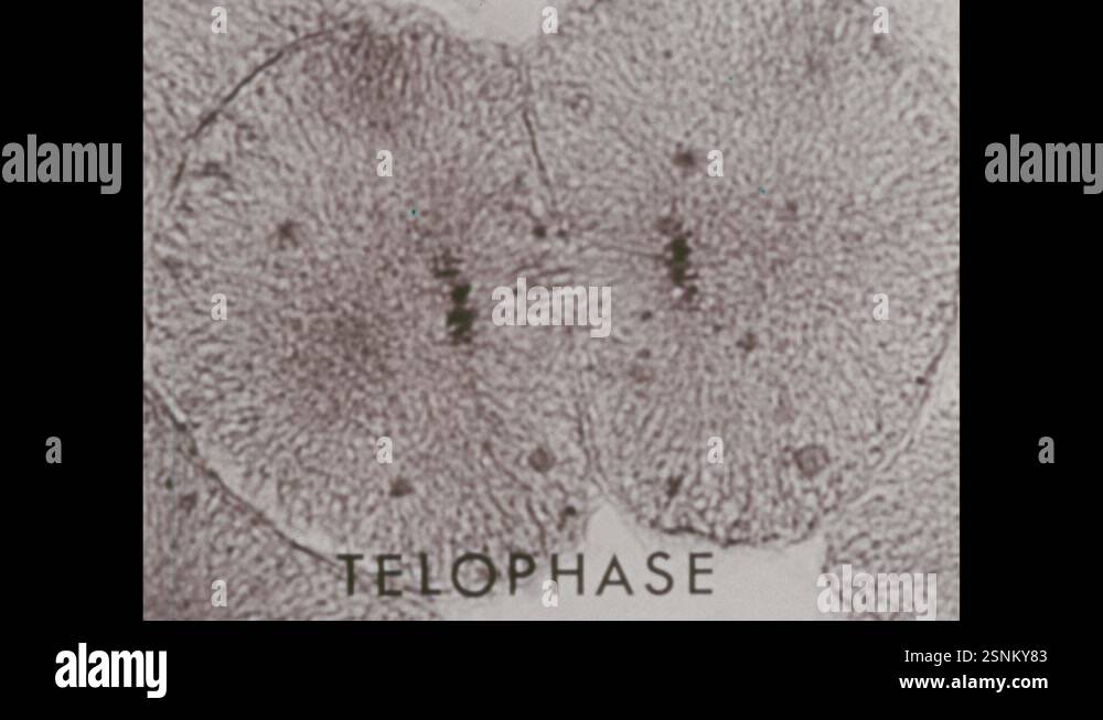 1960s: Anaphase of mitosis. Telophase of mitosis. Illustration of ...