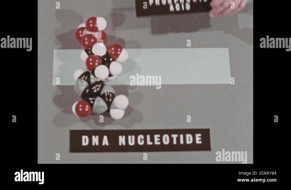 1960s: Model of DNA nucleotide with labels, Phosphoric Acid and ...