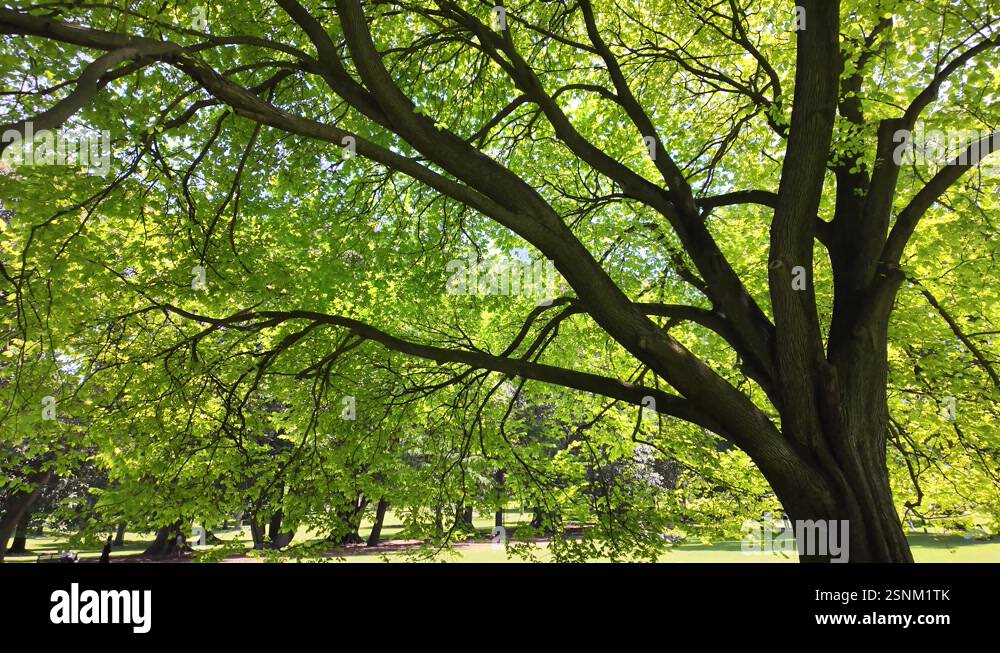 Melbourne tree canopy Stock Videos & Footage - HD and 4K Video Clips ...