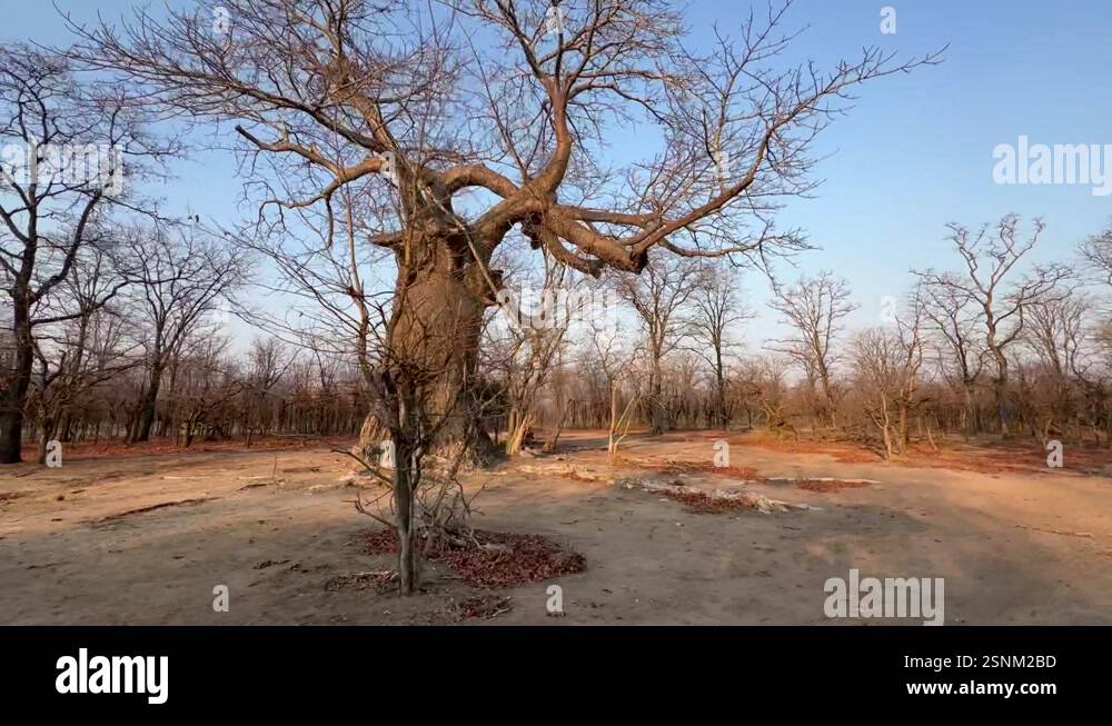 National tree of malawi Stock Videos & Footage - HD and 4K Video Clips ...