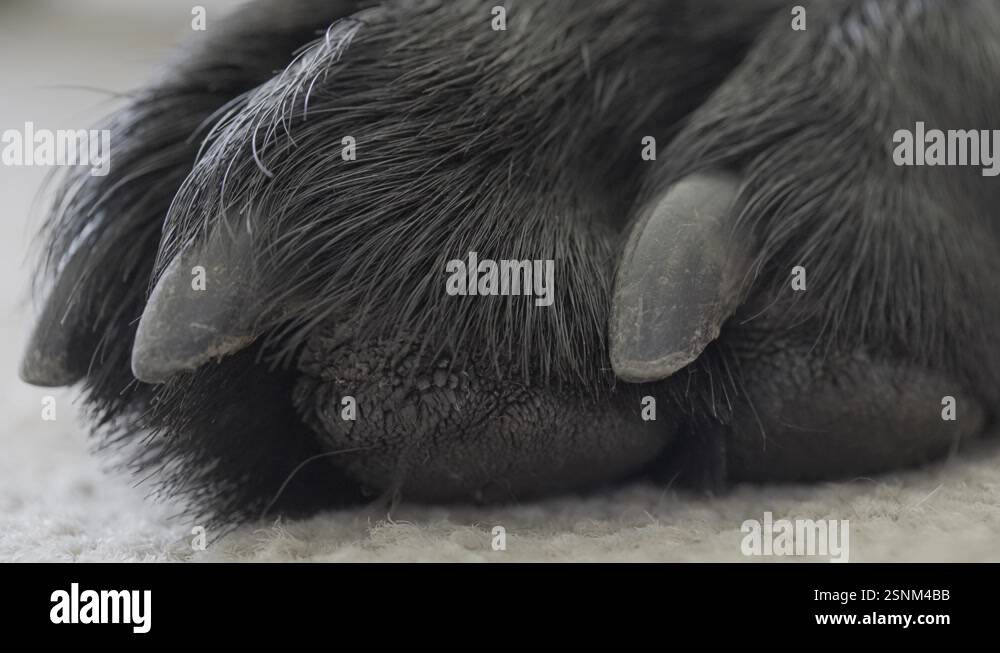 Labrador paw Stock Videos & Footage - HD and 4K Video Clips - Alamy