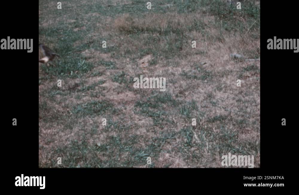1950s: Peregrine falcon flies from telephone line to field, hunting ...