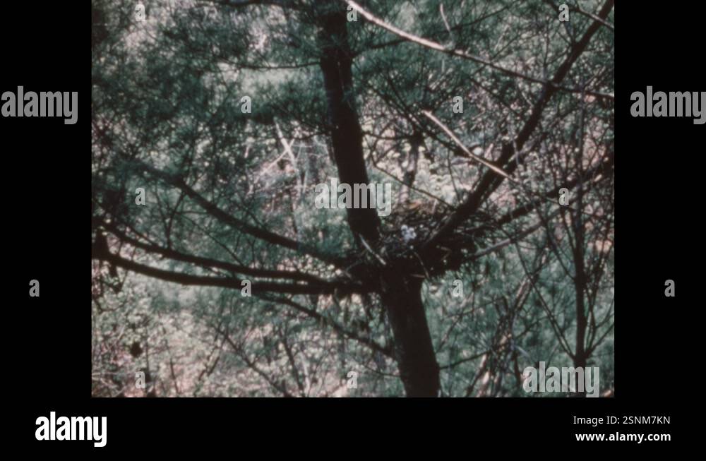 1950s: Red-tailed hawk flies from nest in trees. Hawk chick in nest ...