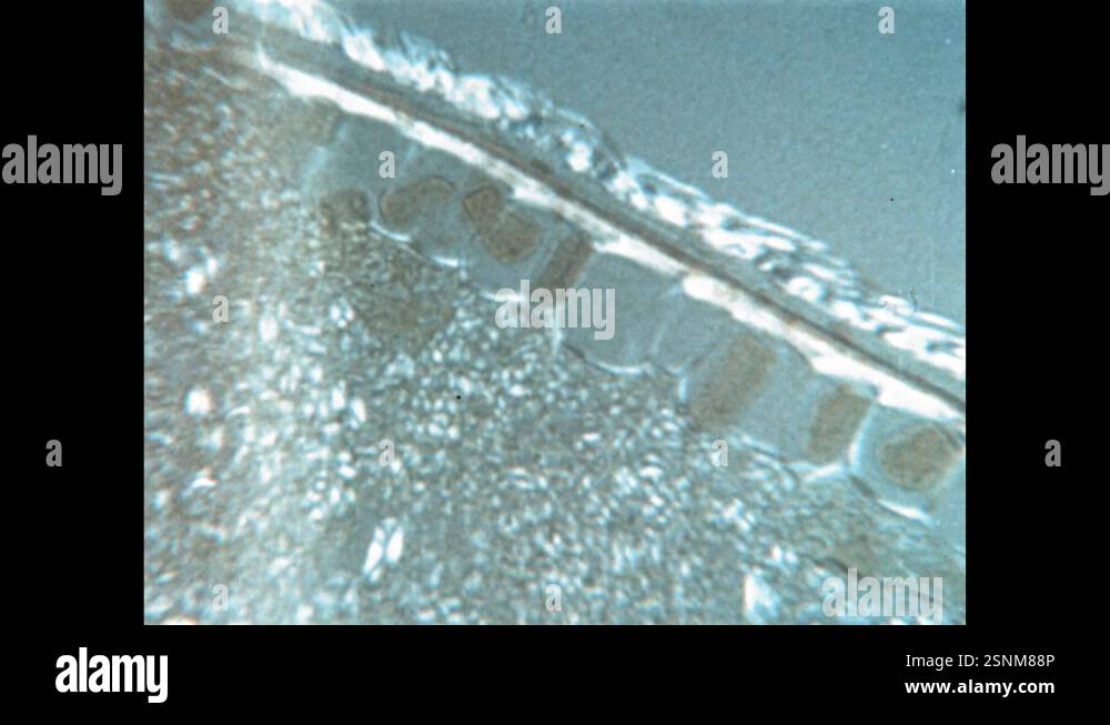 Microscopic cross section Stock Videos & Footage - HD and 4K Video ...