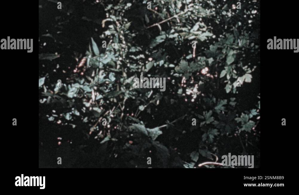 1950s: Boy in a coonskin cap walks over a fallen tree in a clearing. He ...