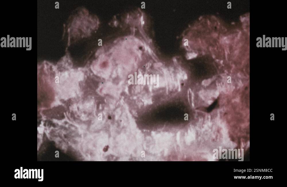 Microscope fish Stock Videos & Footage - HD and 4K Video Clips - Alamy