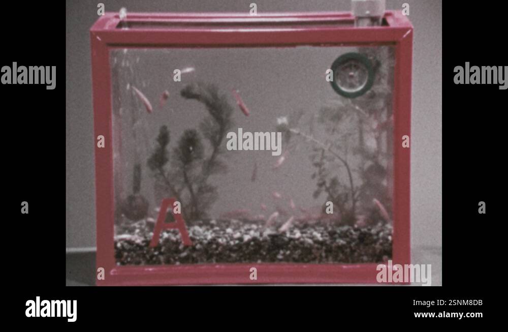 1960s: Fish swim in tanks. Dead fish float to bottom of tank. Man uses ...