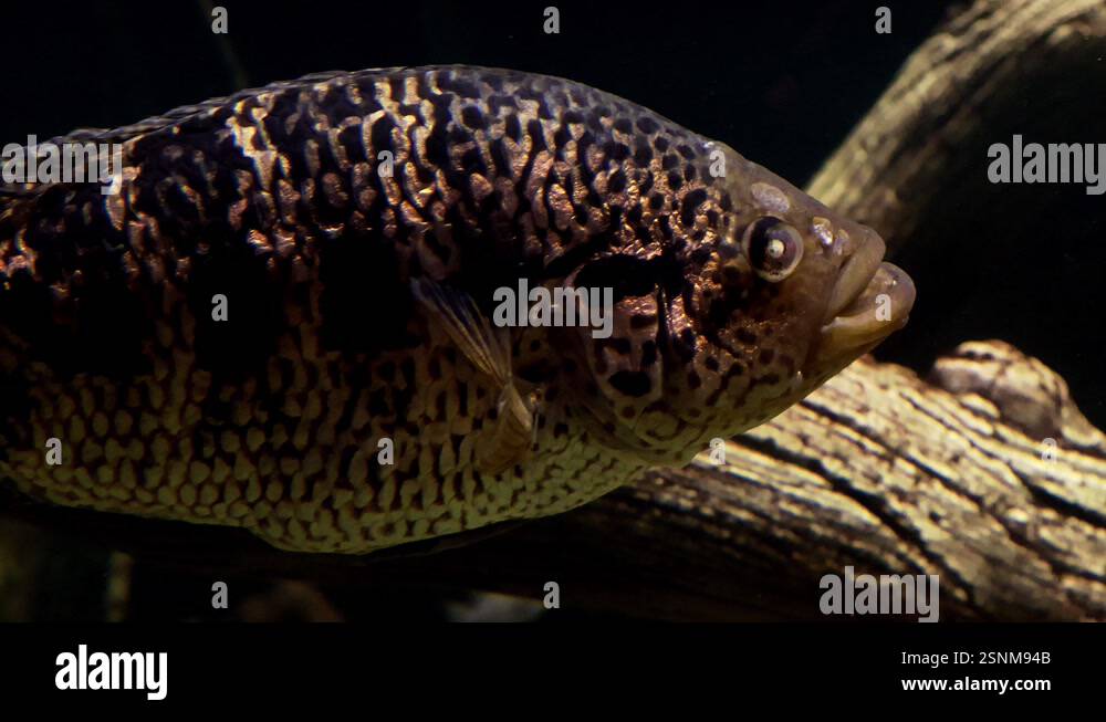 Unique freshwater fish swimming gracefully in a serene underwater ...