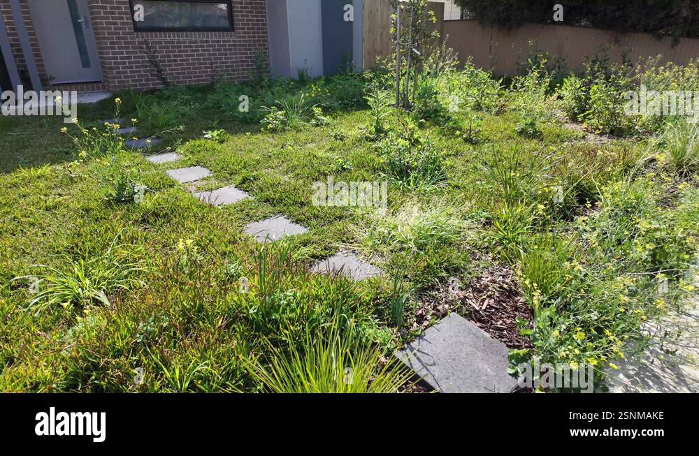A neglected and messy front yard of a suburban house, with overgrown ...