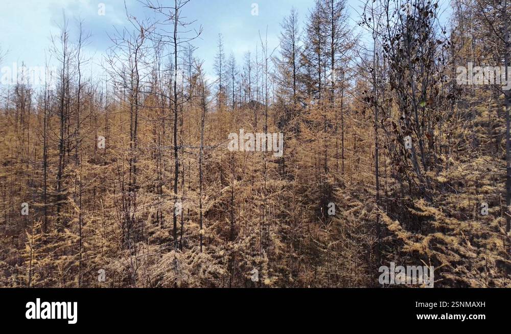 Exploring a forest recovering from wildfire damage in late spring with ...