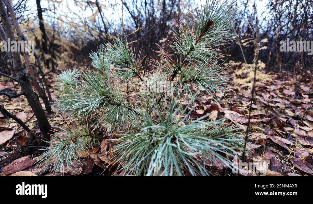 Recovery of new growth after wildfires in a devastated forest ecosystem ...