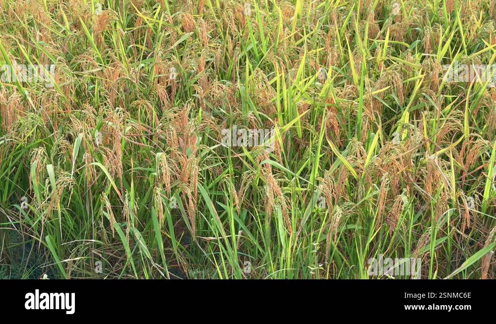 Tilt up shot of a Rice Field in India, Rice farming in India is a major ...