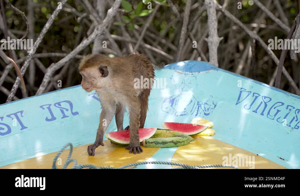 Toque Macaque Monkey Exploring Boat With Watermelon Slices in Sri Lanka ...