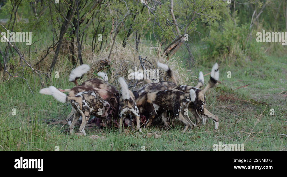 Spectacular close-up. A large pack of African Wild Dogs devouring an ...