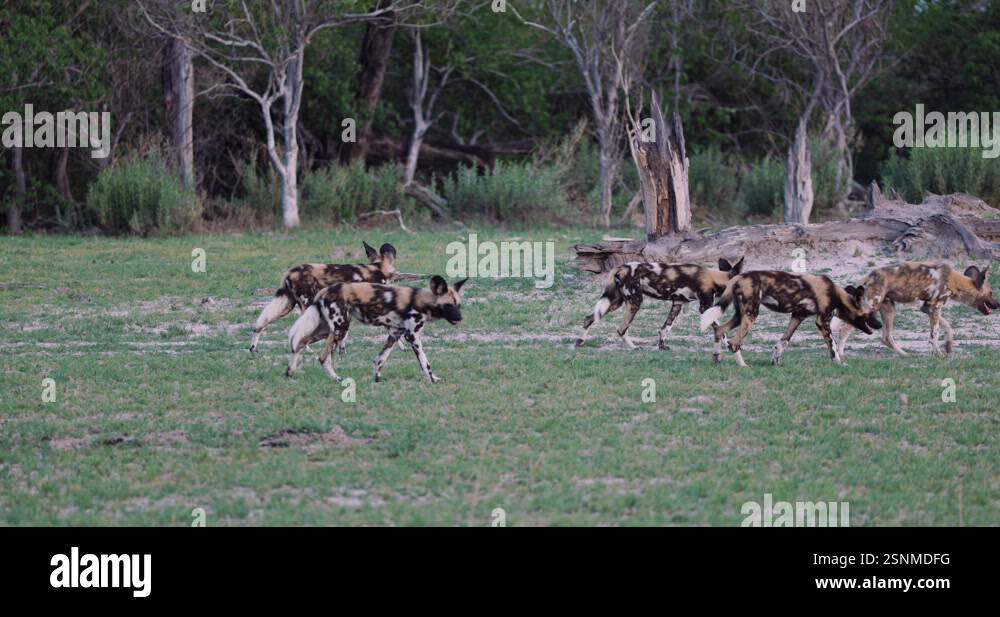 A large pack of African Wild Dogs walking and sniffing the ground on ...