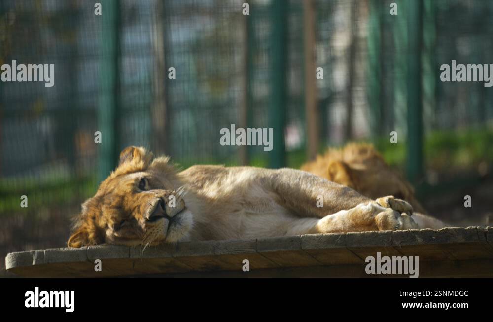 Lion watching zoo Stock Videos & Footage - HD and 4K Video Clips - Alamy