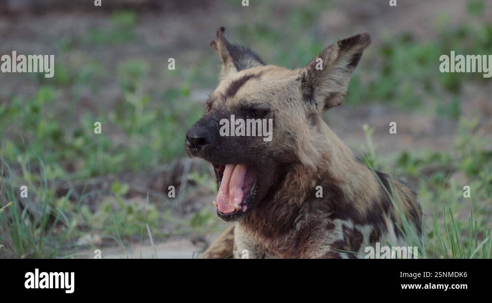 Slow motion close-up of an African Wild Dog yawning and bearing teeth ...