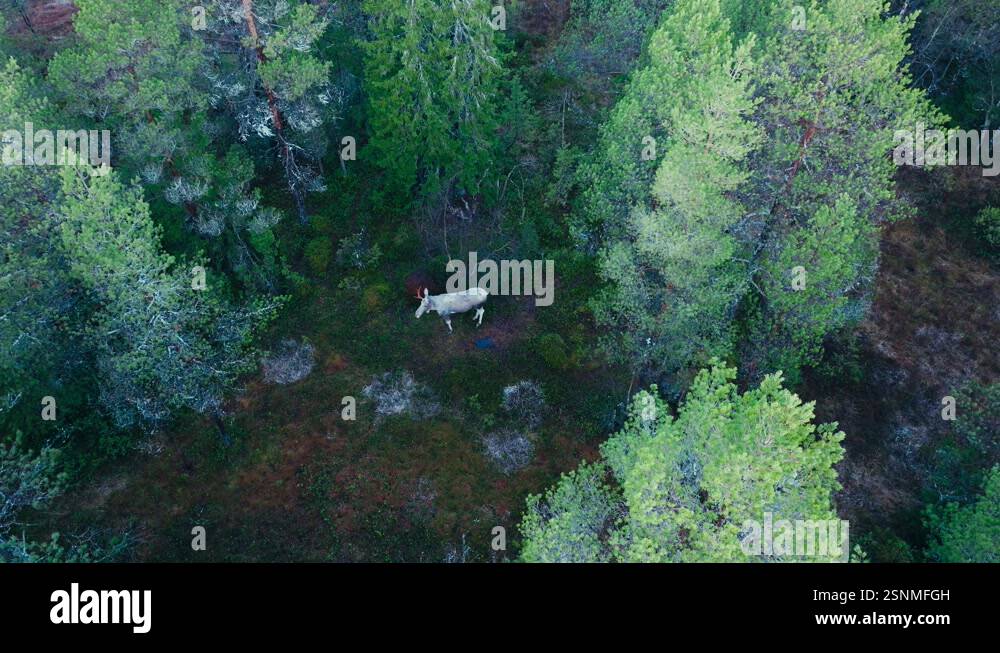 Rare White Moose In The Forest With Conifer Trees. Aerial Topdown Shot ...