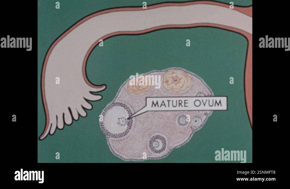 1960s: View of the inside of the ovary, parts labeled. Animation of the ...