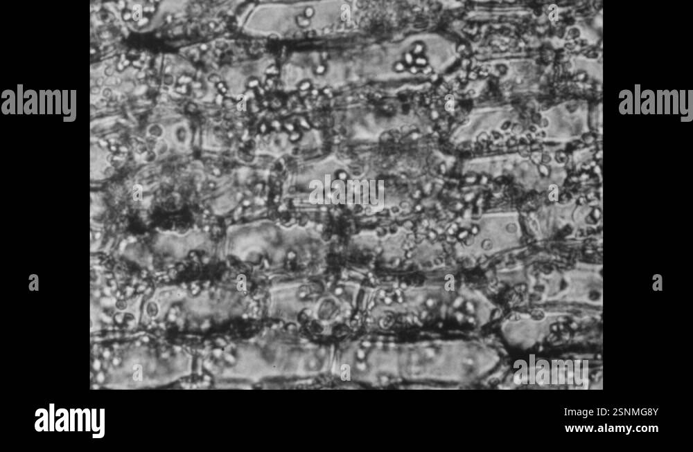 1960s: Microscopic plant cells. Drawing of grass and roots. Captions ...