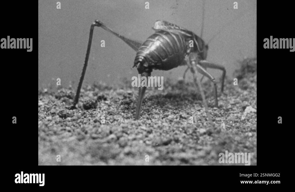 1960s: Grasshopper in cage with dirt. Close up, grasshopper laying eggs ...