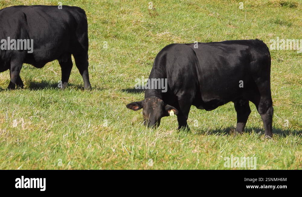 Two Black Cows Grazing Close Together Stock Video Footage - Alamy
