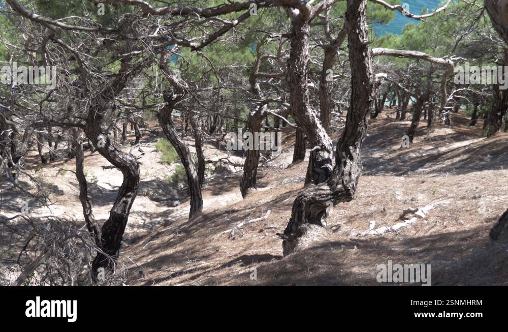 Black Sea coast of a wild beach near the Cape Idokopas, not far from ...