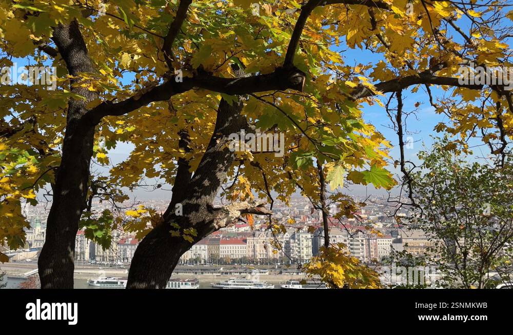 Budapest left bank from Gellert Hill between tree branches, Hungary ...