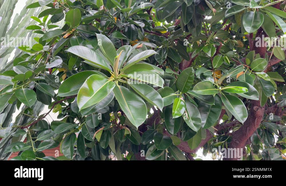 Branches of Ficus elastica tree in public garden Stock Video Footage ...