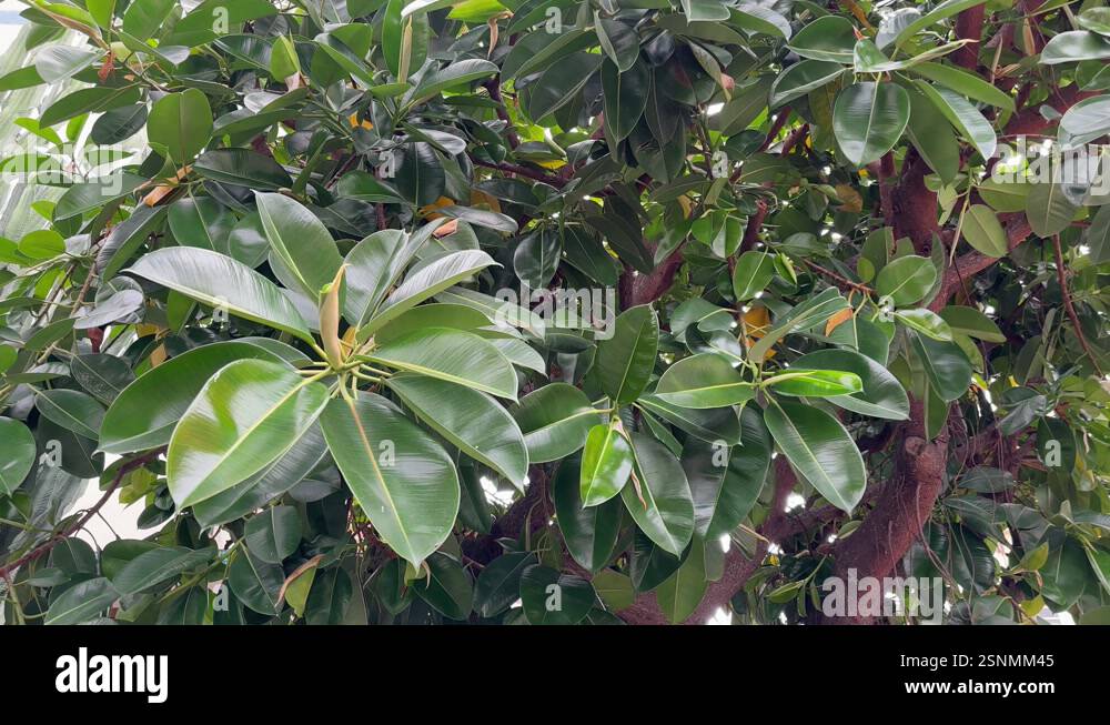 Branches of Ficus elastica tree in public garden Stock Video Footage ...