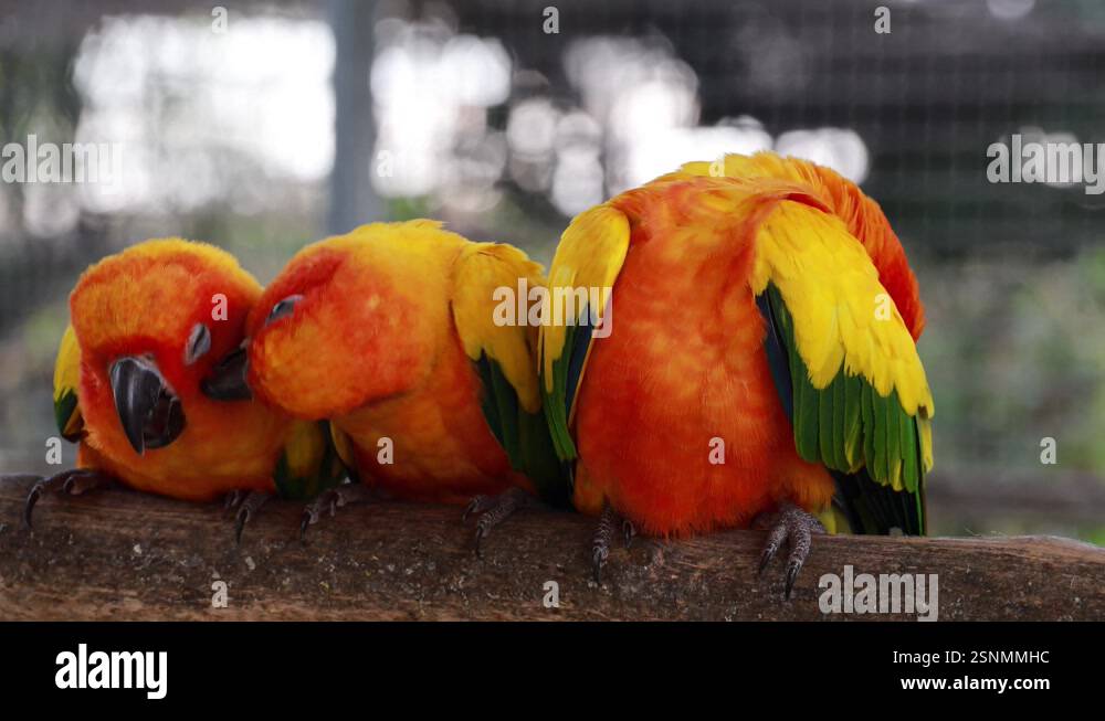 Footage of Adorable Sun Conure Couple Expressing Love amongst their ...