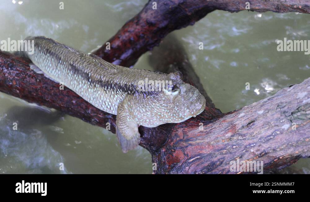 Footage of a Mudskipper Blinking while Sunbathing on the Mangrove Tree ...