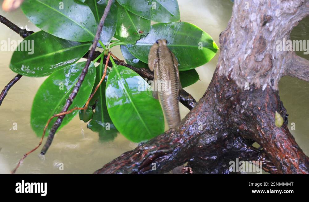Mudskipper Climbing from waving water onto Mangrove Tree branch ...