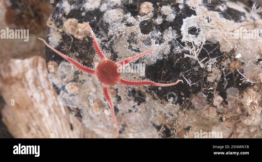 Ophiura Stegophiura nodosa, class Ophiuroidea close-up Stock Video ...