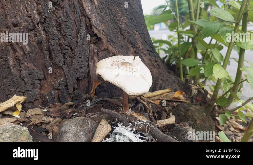Ground fungus Stock Videos & Footage - HD and 4K Video Clips - Alamy