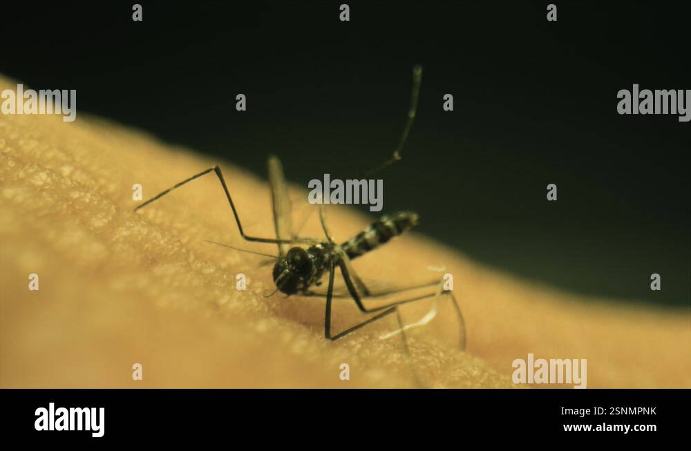 Partially dead Dengue mosquito on a skin (Aedes aegypti, yellow fever ...