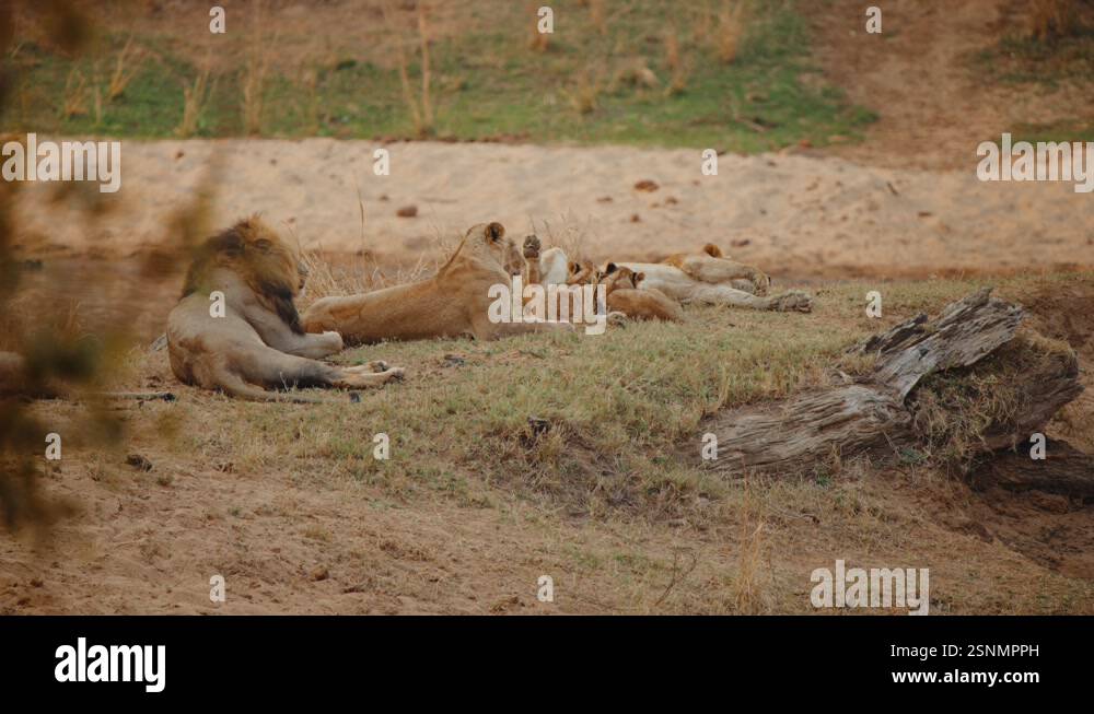 Lioness Watching Over Cubs as Male Protects Pride in Kruger South ...
