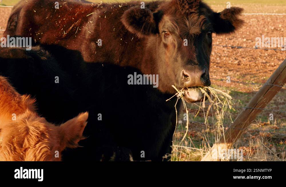 Cow eating hay in Slow motion. Grass fed beef cow eating on a farm ...