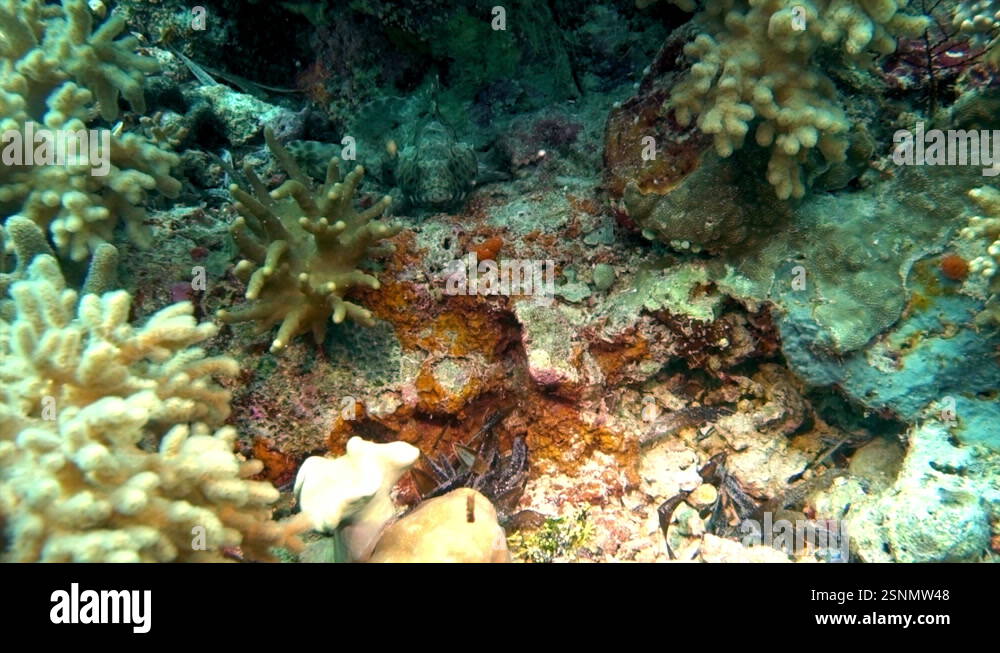 Fish with cryptic coloring is disturbed and darts away Stock Video ...