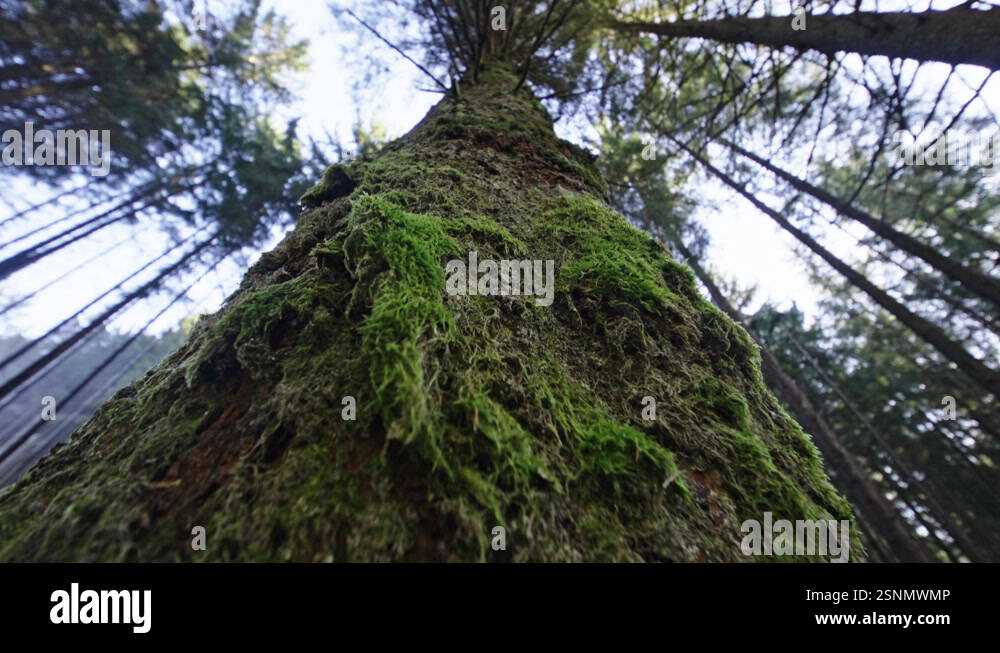 Lush Moss-Covered Tree in Tranquil Forest near Cascate di Riva Stock ...