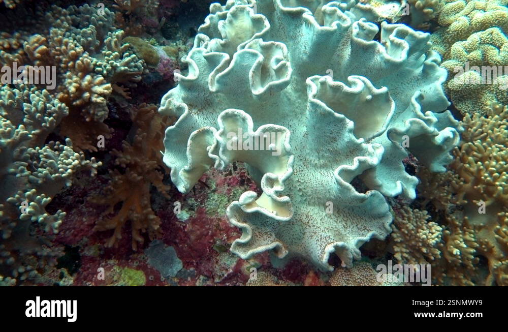 Toadstool coral grows on a healthy coral reef in Indonesia Stock Video ...