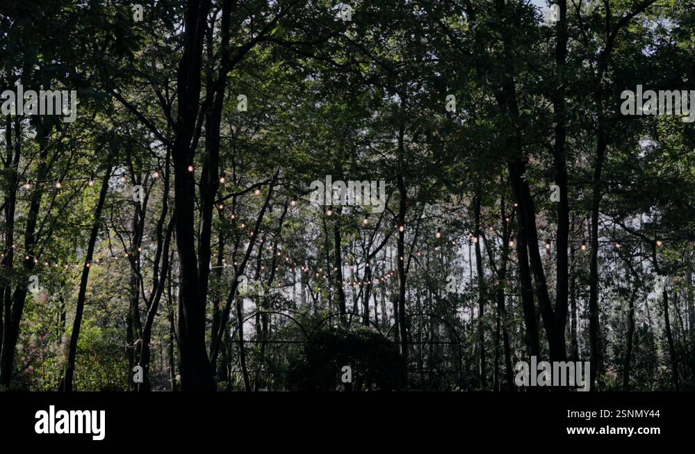 Hanging string lights illuminate a quiet forest clearing under a canopy ...