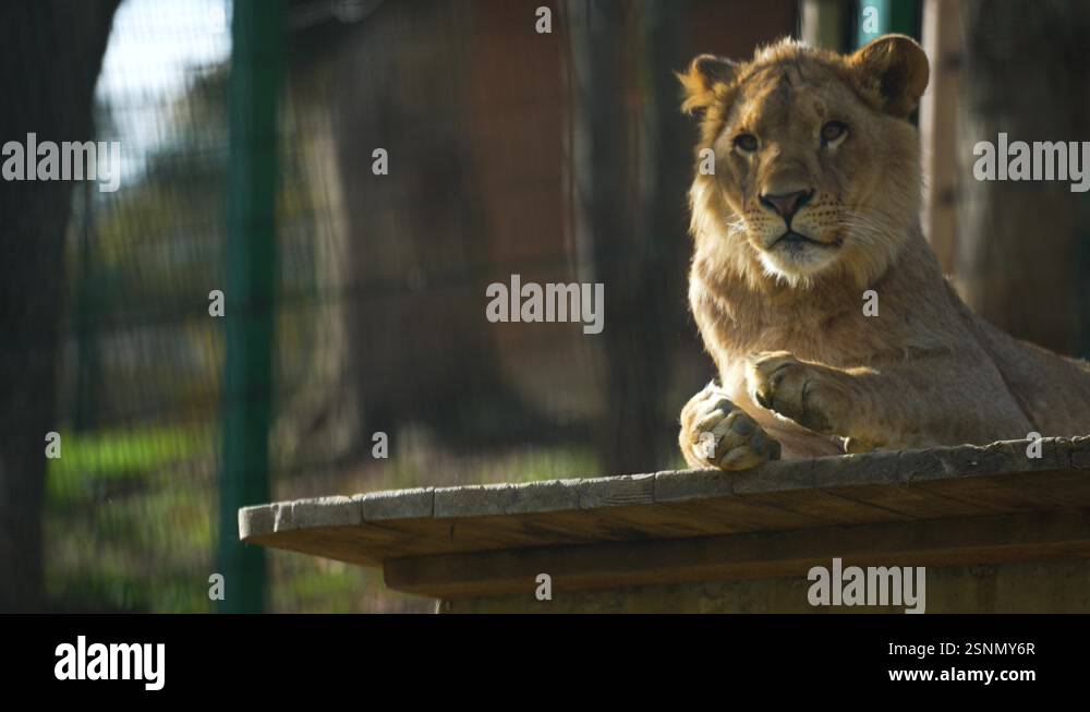 Lion Rises to Watchful Stance on Zoo Platform – Symbol of African ...