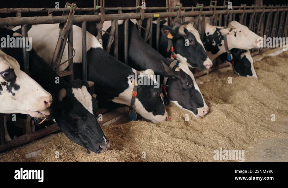 Dairy cows eating feed in a farm barn with feeding stalls Stock Video ...