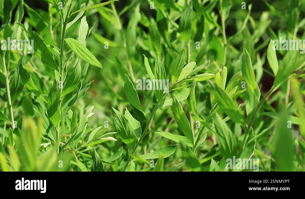 Green young twigs in a grass field sway in the wind in the sunlight ...