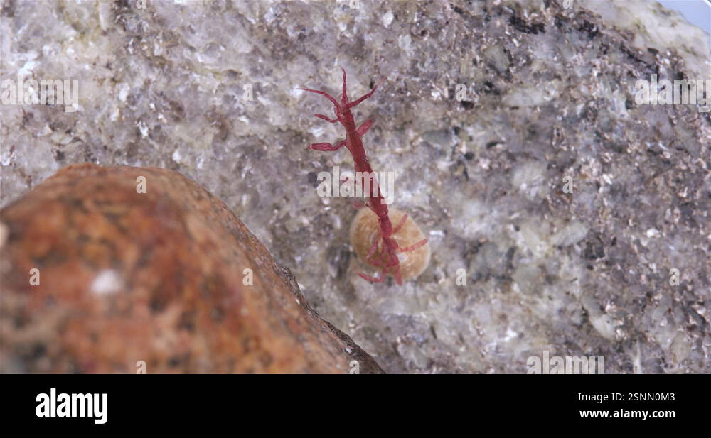Caprellaseptentrionalis Stock Videos & Footage - HD and 4K Video Clips ...