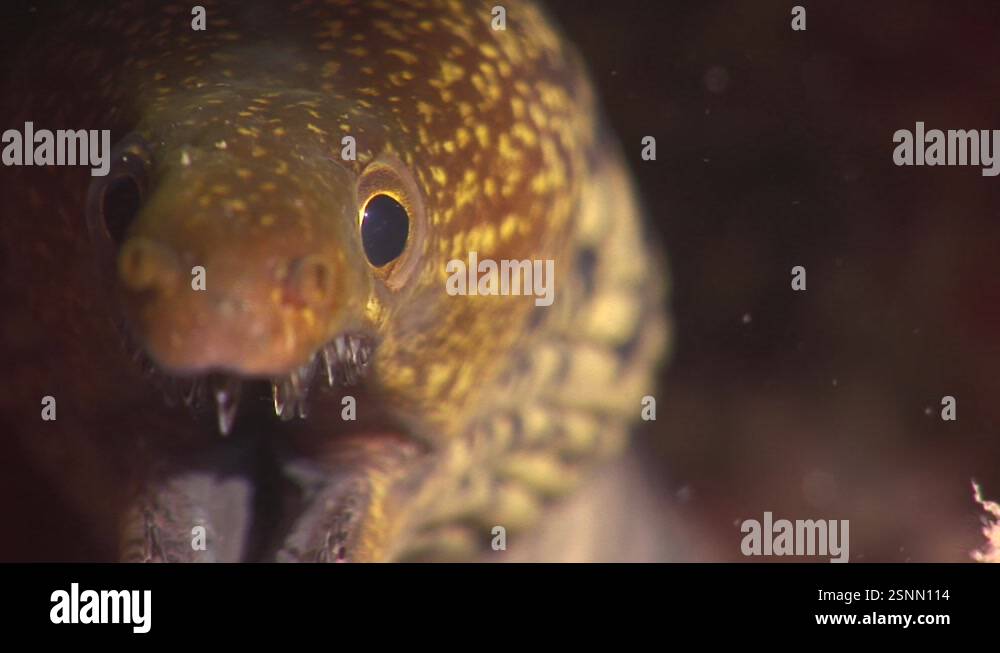 yellow fangtooth moray eel underwater with glass like teeth Enchelycore ...