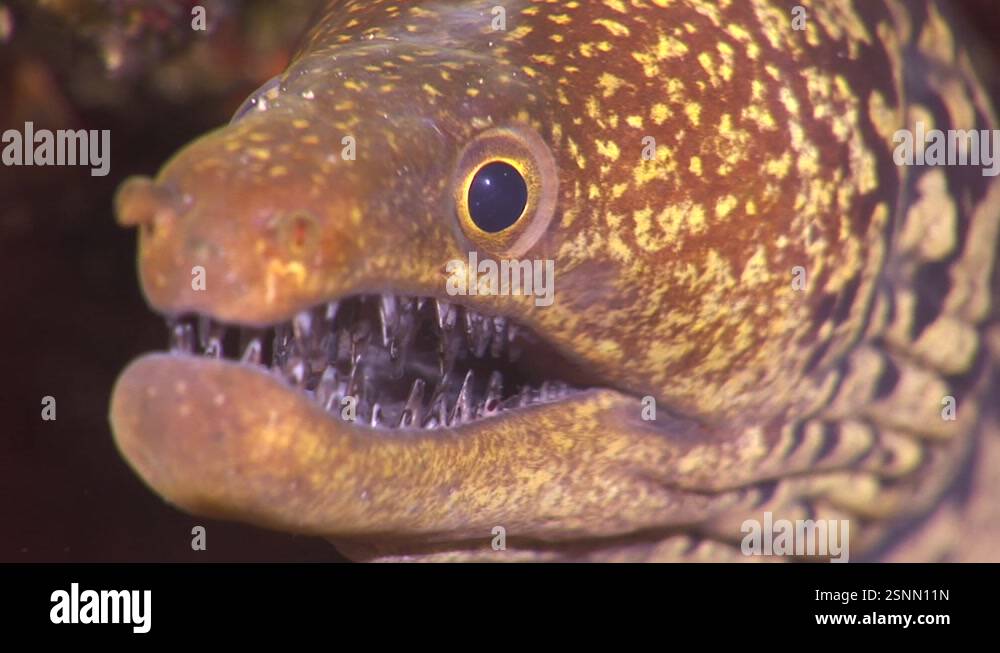 yellow fangtooth moray eel underwater with glass like teeth Enchelycore ...