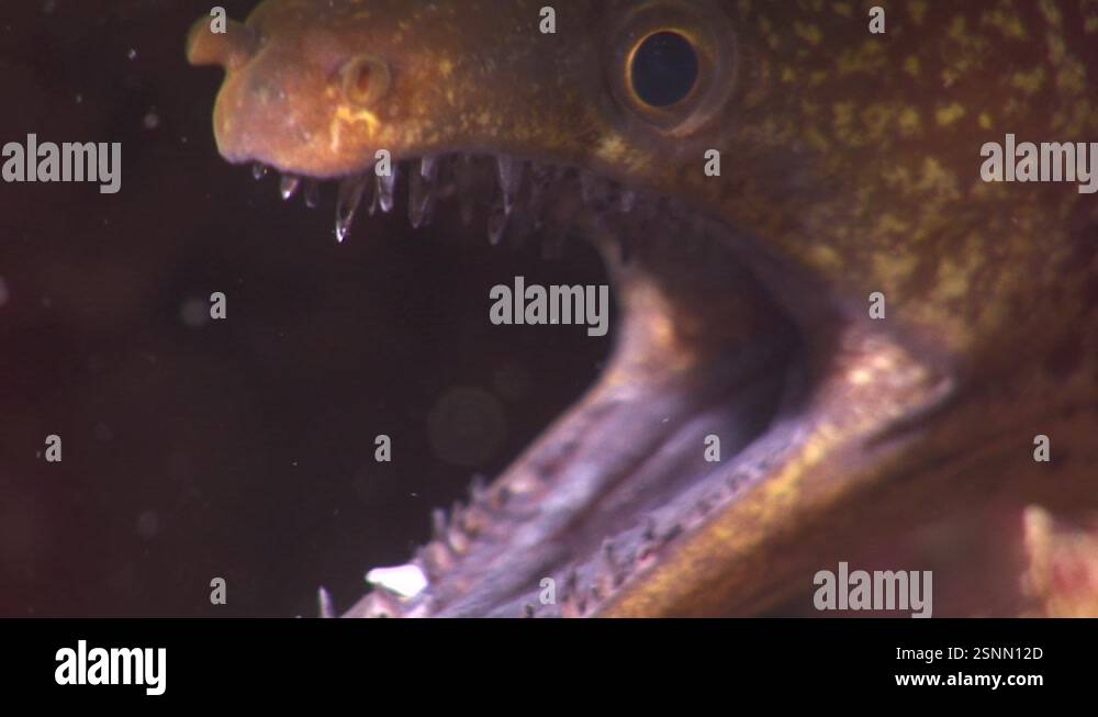 yellow fangtooth moray eel underwater with glass like teeth Enchelycore ...
