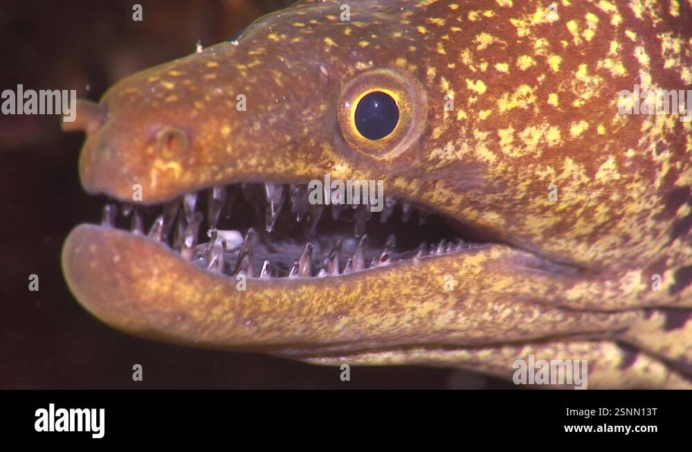 yellow fangtooth moray eel underwater with glass like teeth Enchelycore ...